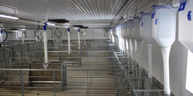 Progressive Show Pig Breeder Builds Unique Development Barn | Pork Business