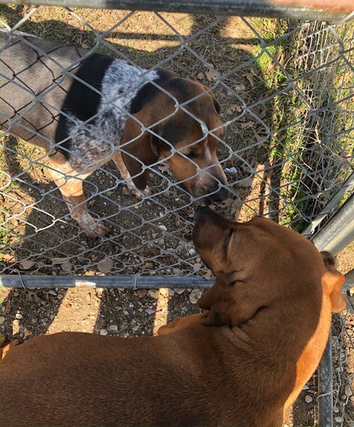 Can Dogs Catch a Whiff of Bovine Respiratory Disease? | Drovers