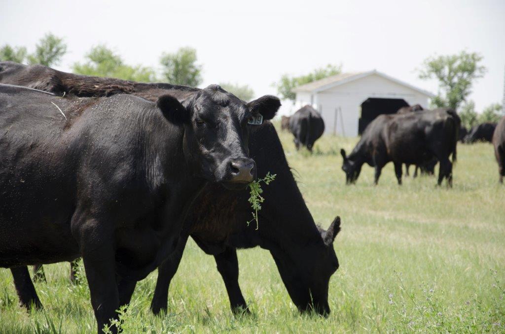 Where’s the Beef: Con Artist Turns Texas Cattle Industry Into $100M ...
