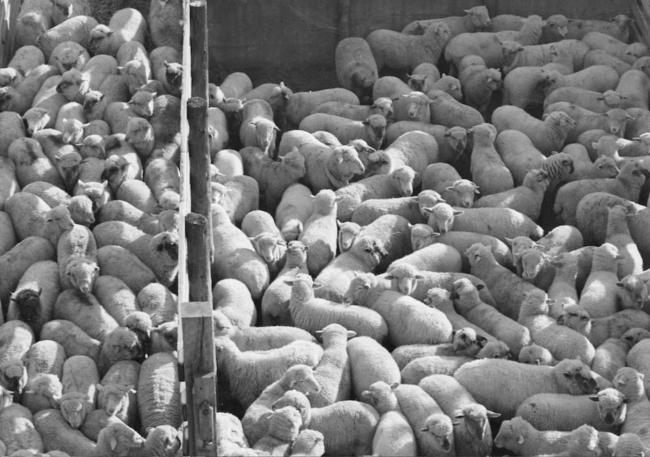 Slaughterhouse Kings: Recalling the Creepy Reign of Judas Goats | AgWeb