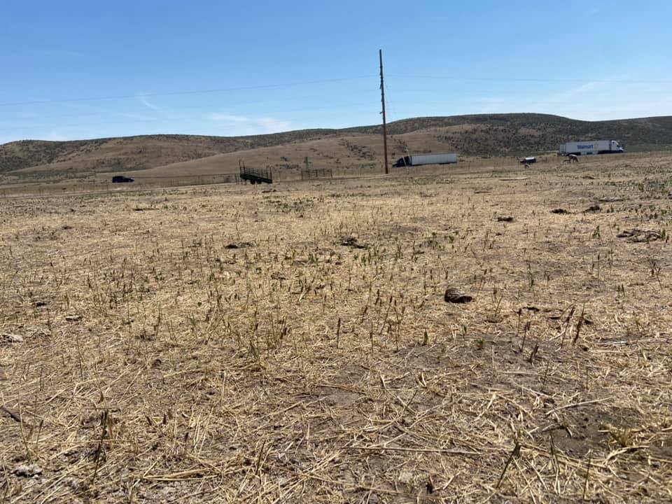 Grasshoppers Swarm Wheat Fields, A Phenomenon One Grower Hasn't Seen ...