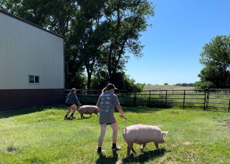 Why One Commercial Pork Operation Decided to Get in the Show Ring ...