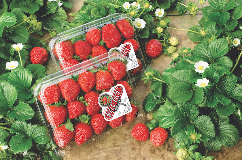 How late-season berries are doing | The Packer