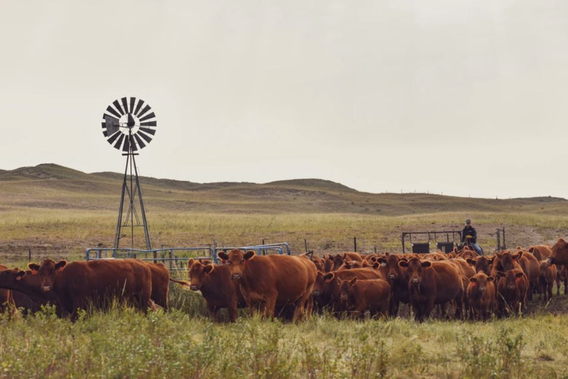 Give It a Name: Family Ranch Adds Value to Common Practice with New ...
