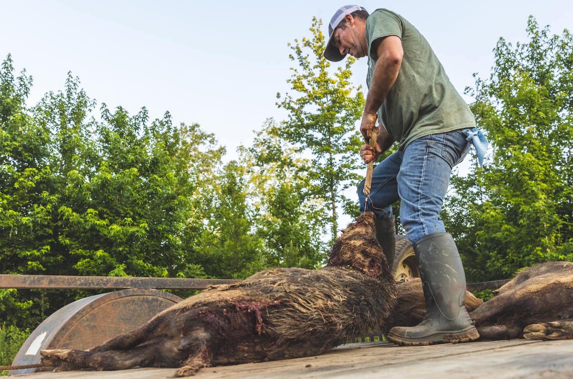 Meet Mississippi’s Yawt Yawt, a Wild Pig’s Nightmare and Hunting Legend ...