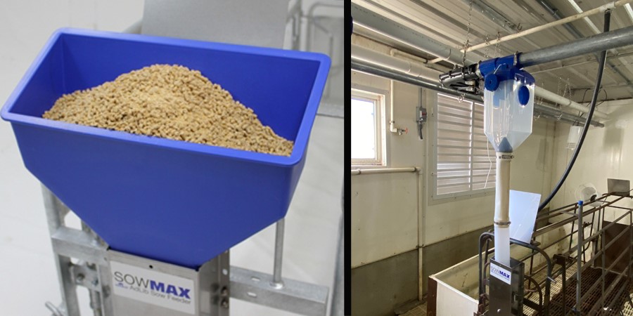 Labor-Friendly Automated Sow Feeding | Pork Business