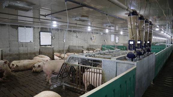 Prop-12 – How to Transition to Group Housing | Pork Business