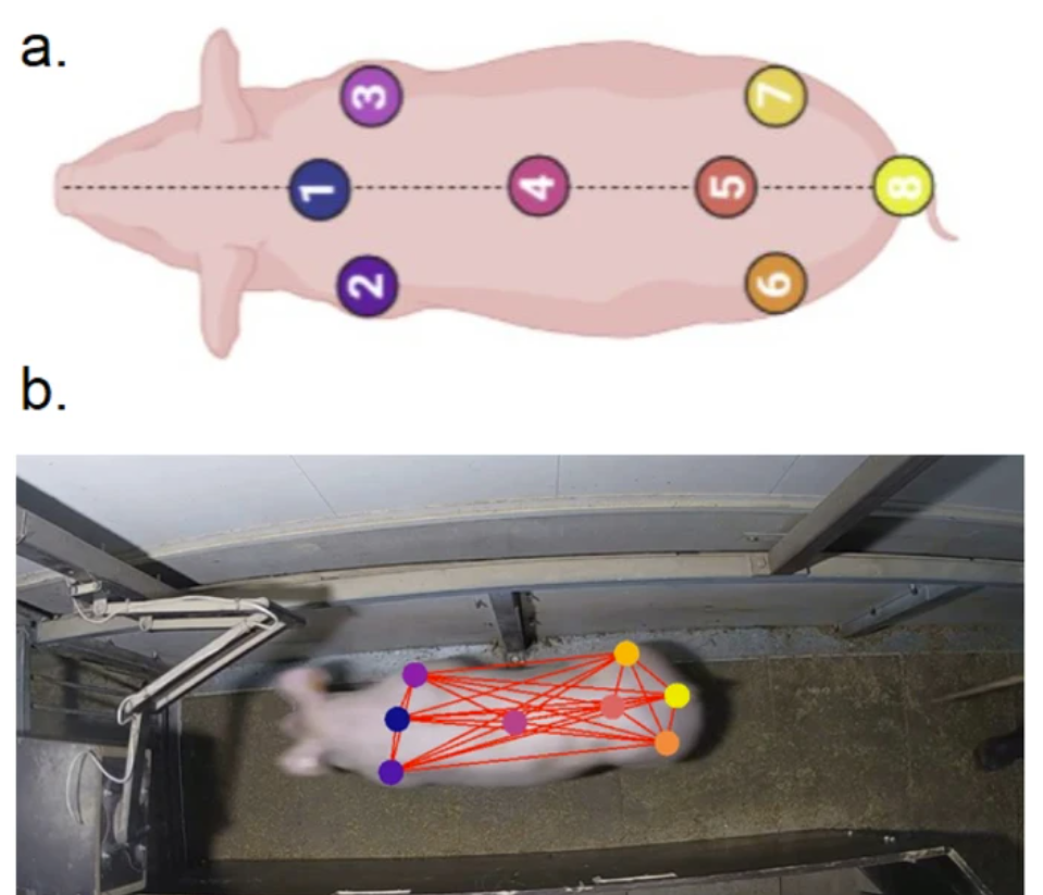 Determine Pig Body Dimension and Behavior Traits with One Camera | Pork ...