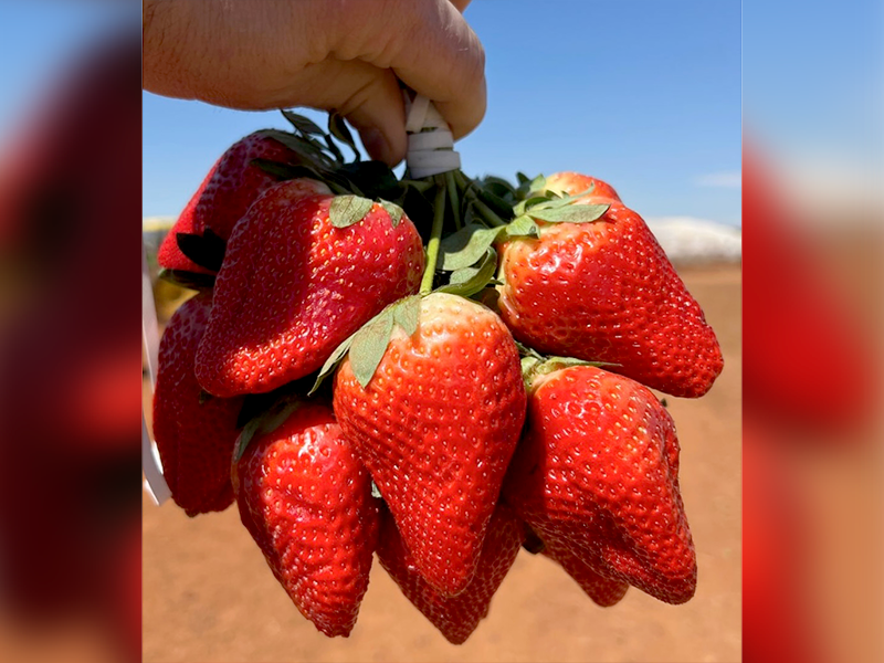 Rains hinder early season picking for Southern California strawberries ...