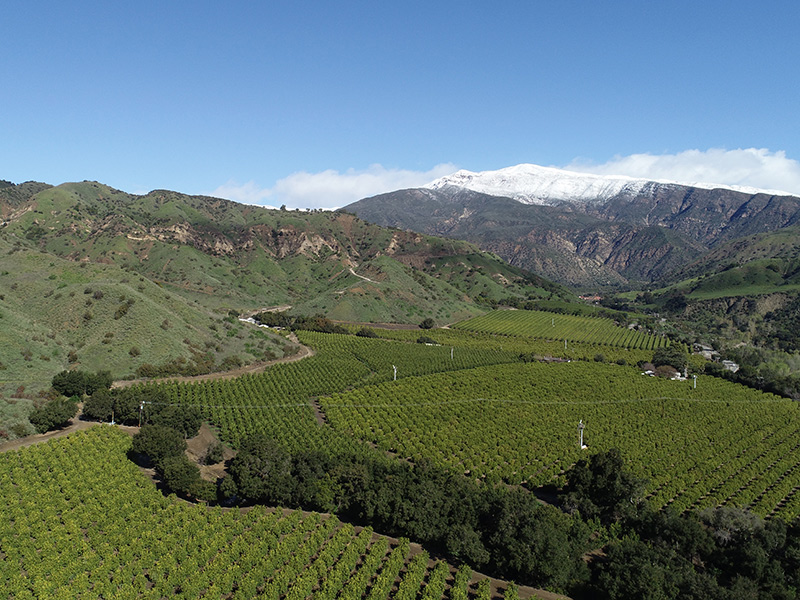 Growers give outlook on summer citrus deal | The Packer