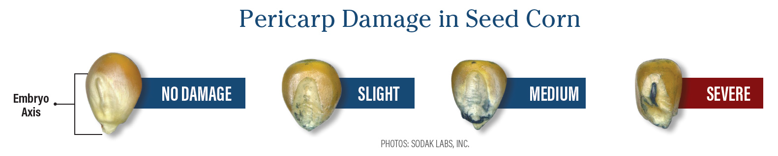 Test Your Seed Before Planting To Avoid Quality Issues | AgWeb