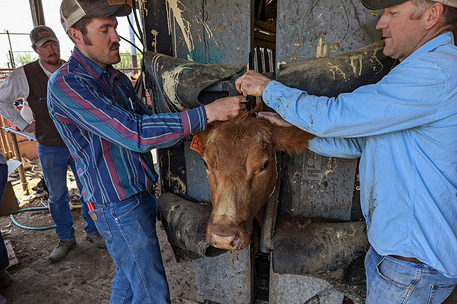 Researchers Explore Virtual Fencing As A Regenerative Cattle Grazing researchers-explore-virtual-fencing-as-a-regenerative-cattle-grazing