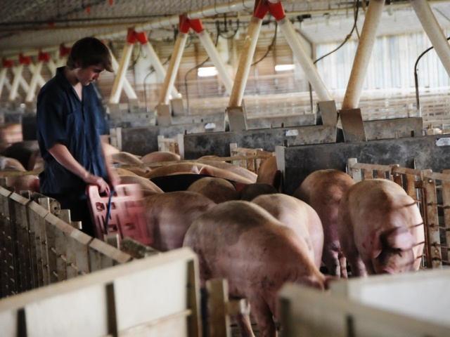 Swine Biosecurity, A 'One-Stop Shop' for Pork Producer Education and ...