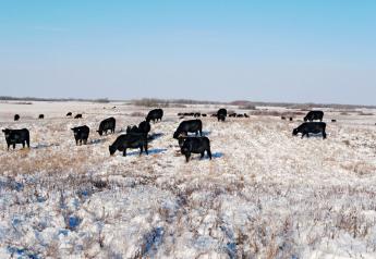 Cold Weather Nutrition for Beef Cows | Drovers