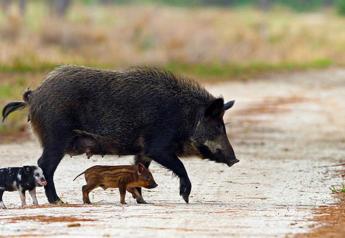 African Swine Fever | Drovers