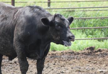 Heat Detection and Timing of Artificial Insemination | Drovers