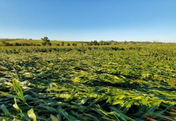 4 Active Ingredients, 3 Sites of Action in New Corn Premix Herbicide ...
