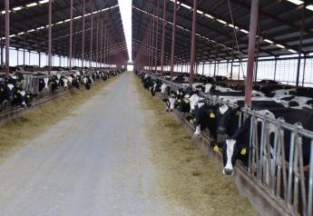 Negative DCAD Diets for Dry Cows | Dairy Herd