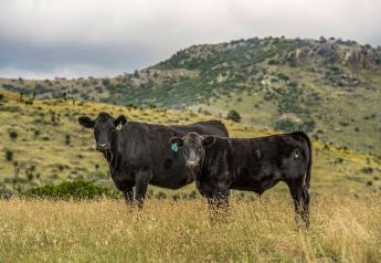 The 3 Stages of Parturition (Calving) | Drovers