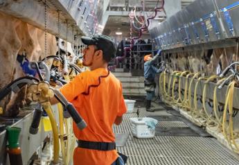 Meloxicam - Pain Relief in Cows and Calves | Dairy Herd