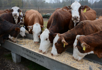 USDA Announces CFAP Changes, with Additional Payments Starting in April ...