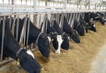 Choosing an Activity System for Your Dairy | Dairy Herd