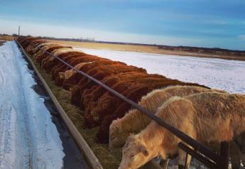 Understanding Fetal Programming in Cattle | Drovers