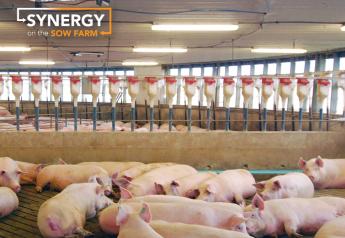 Hog Production | Pork Business