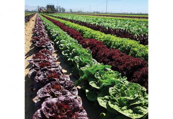 Spring Valley Fruits offers year-round guava supply, compostable pack ...