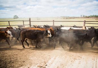 Hardware Disease in Beef Cattle | Drovers