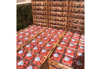 Strawberries | The Packer