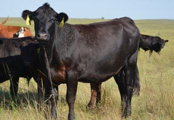 Intermountain Packing To Build New Idaho Plant | Drovers