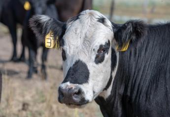Oregon Cattle Mutilations Remain A Mystery | Bovine Veterinarian