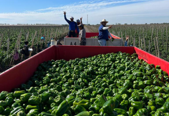 Vegetables | The Packer