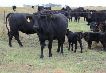 Breeding Protocol Considerations | Drovers