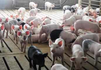 How and When to Give Iron Injections | Pork Business