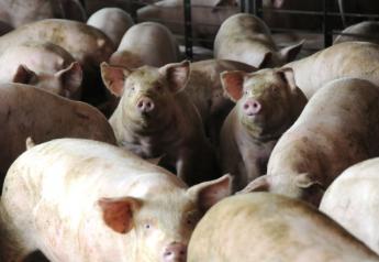 News | Pork Business