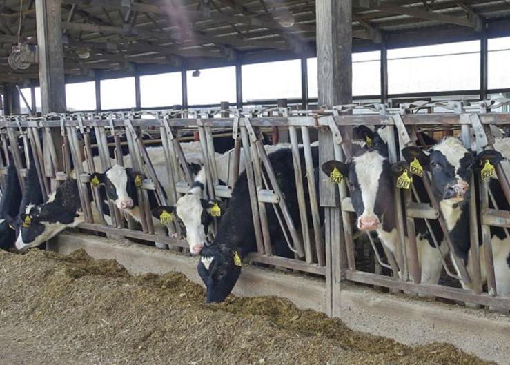Dairy Nutrition | Bovine Veterinarian
