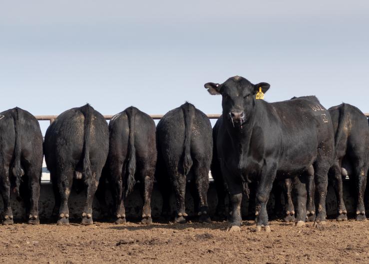 Beef Genetics | Drovers