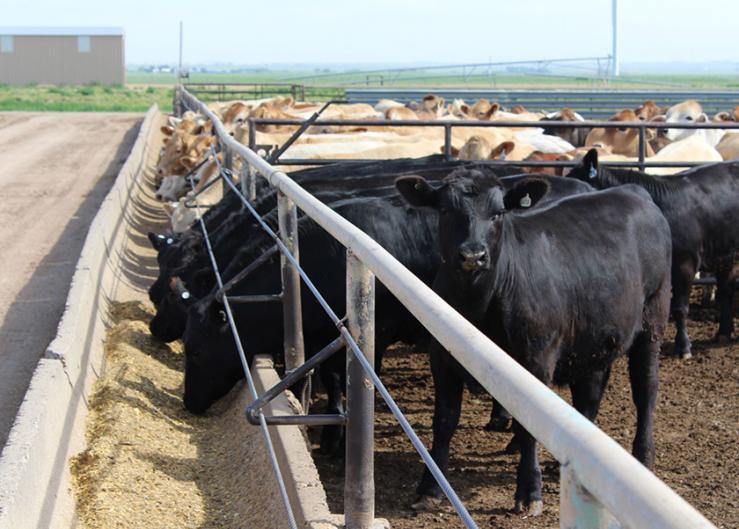 Beef on Dairy | Dairy Herd