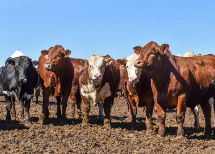 Beef | AgWeb