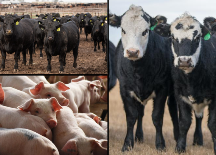 Risk Management | Bovine Veterinarian