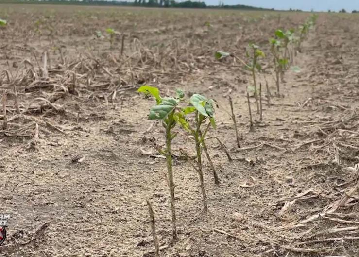 Tyne Morgan | Dairy Herd