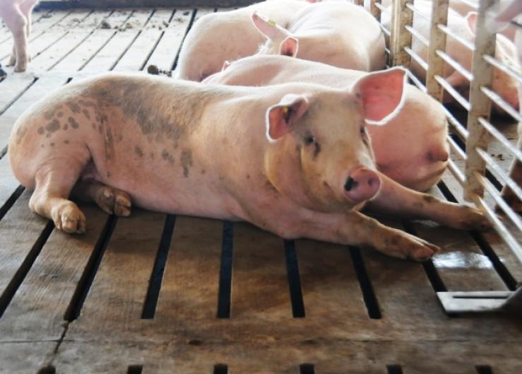 Markets | Pork Business