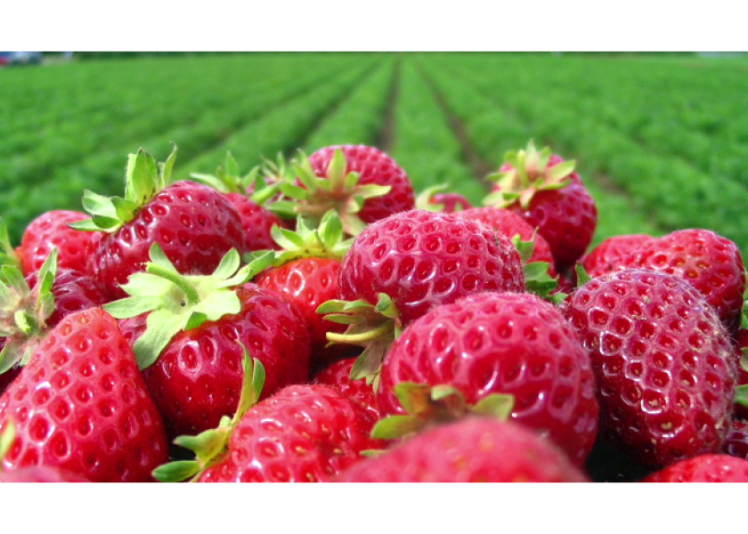 Research finds positive health effects of strawberries | The Packer