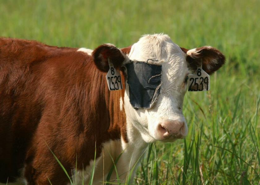 The Impact of Pinkeye in Cattle: Causes, Signs, and Best Practices for ...