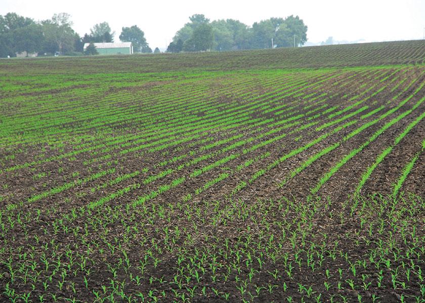 What Went Wrong In My Corn Field? | AgWeb