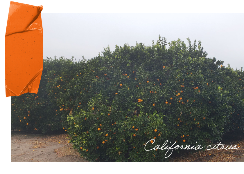 ‘Excellent’ quality ahead for California's citrus crops | The Packer