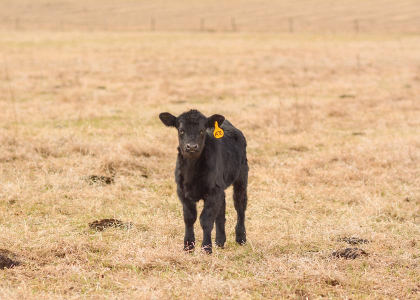 Calf Scours Prevention Starts Now | Drovers