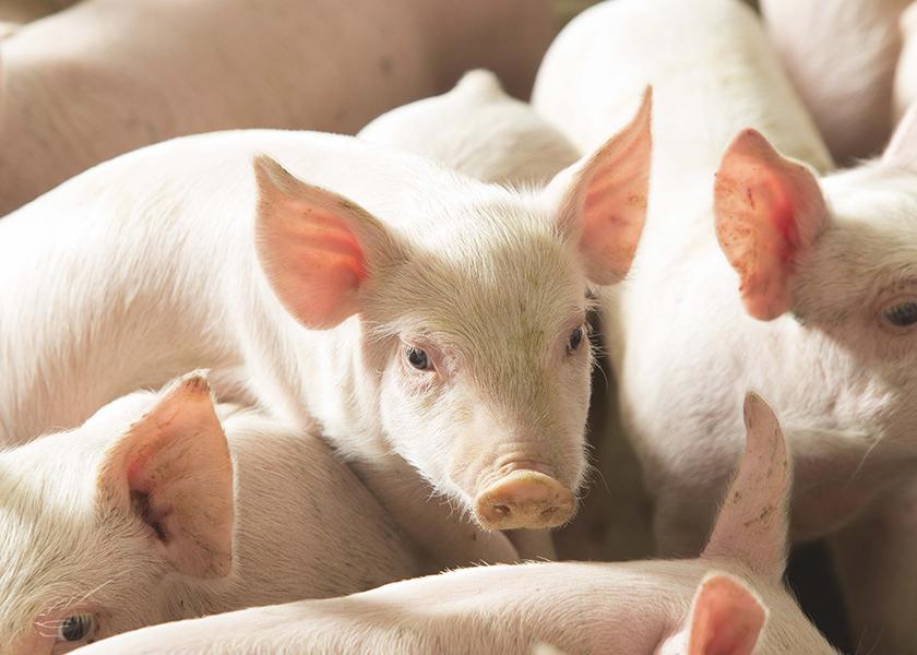 To Serve Greater Purpose: Pig Organ Donation Explained | Pork Business